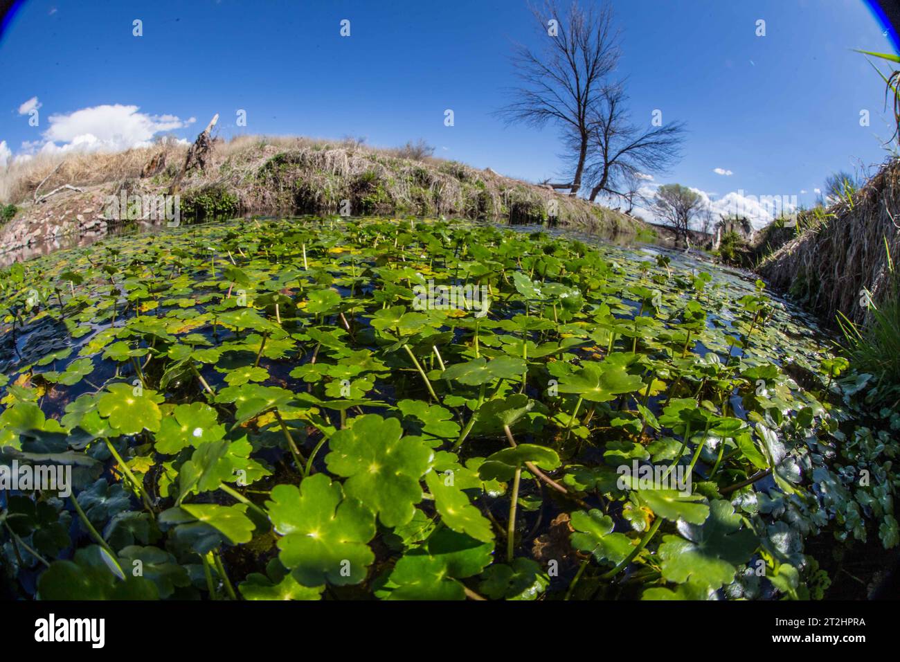 Stream of water. The San Pedro River Basin in the Rancho Los Fresnos of ...