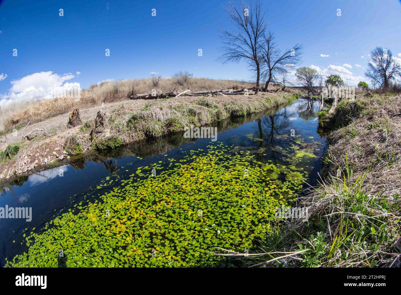 Stream of water. The San Pedro River Basin in the Rancho Los Fresnos of ...
