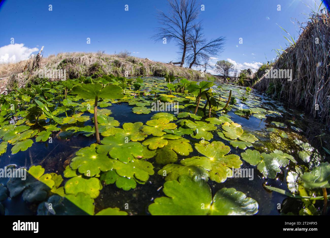 Stream of water. The San Pedro River Basin in the Rancho Los Fresnos of ...