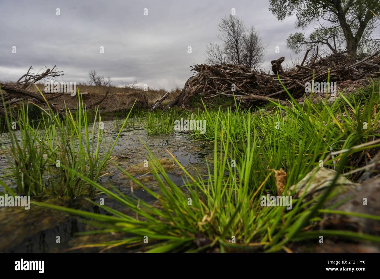 Stream of water. The San Pedro River Basin in the Rancho Los Fresnos of ...