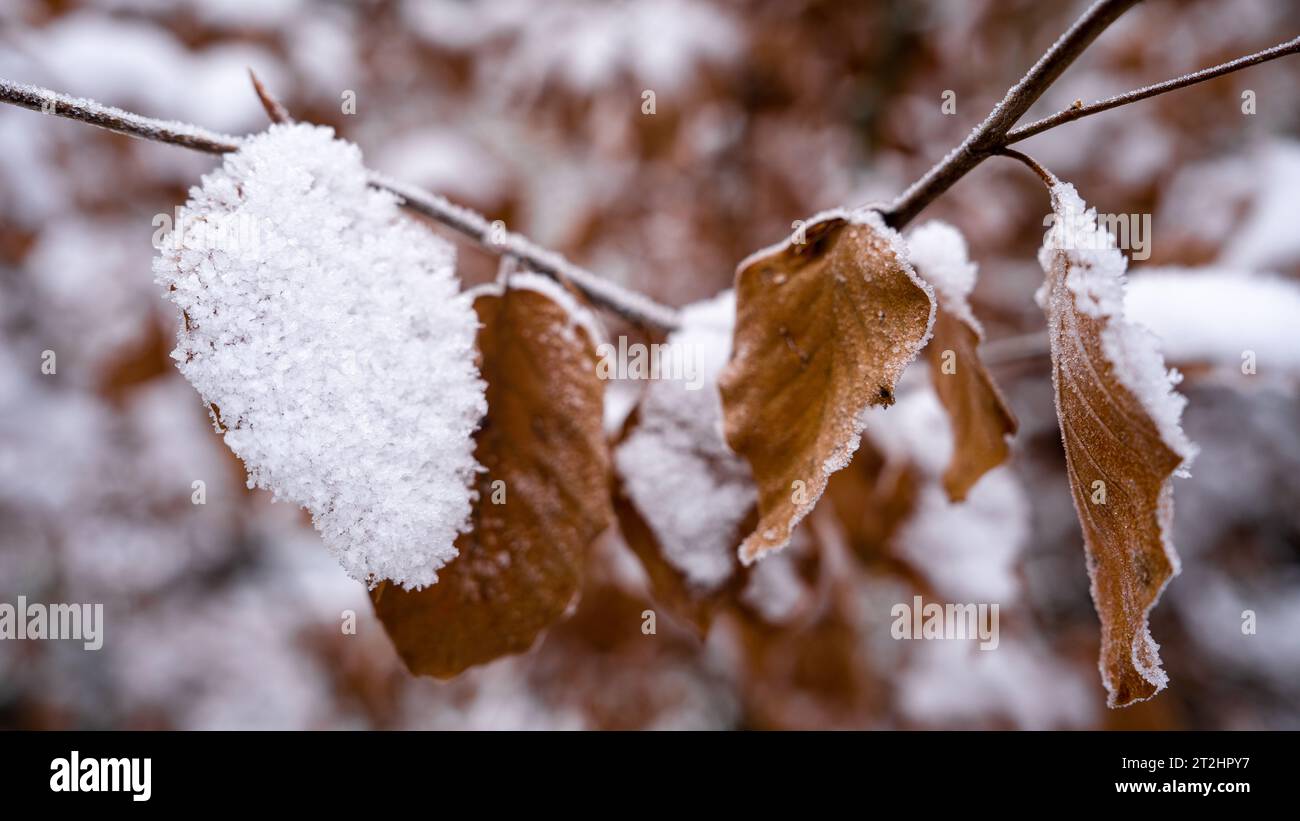 Snow covered branch leaves in hi-res stock photography and images - Alamy