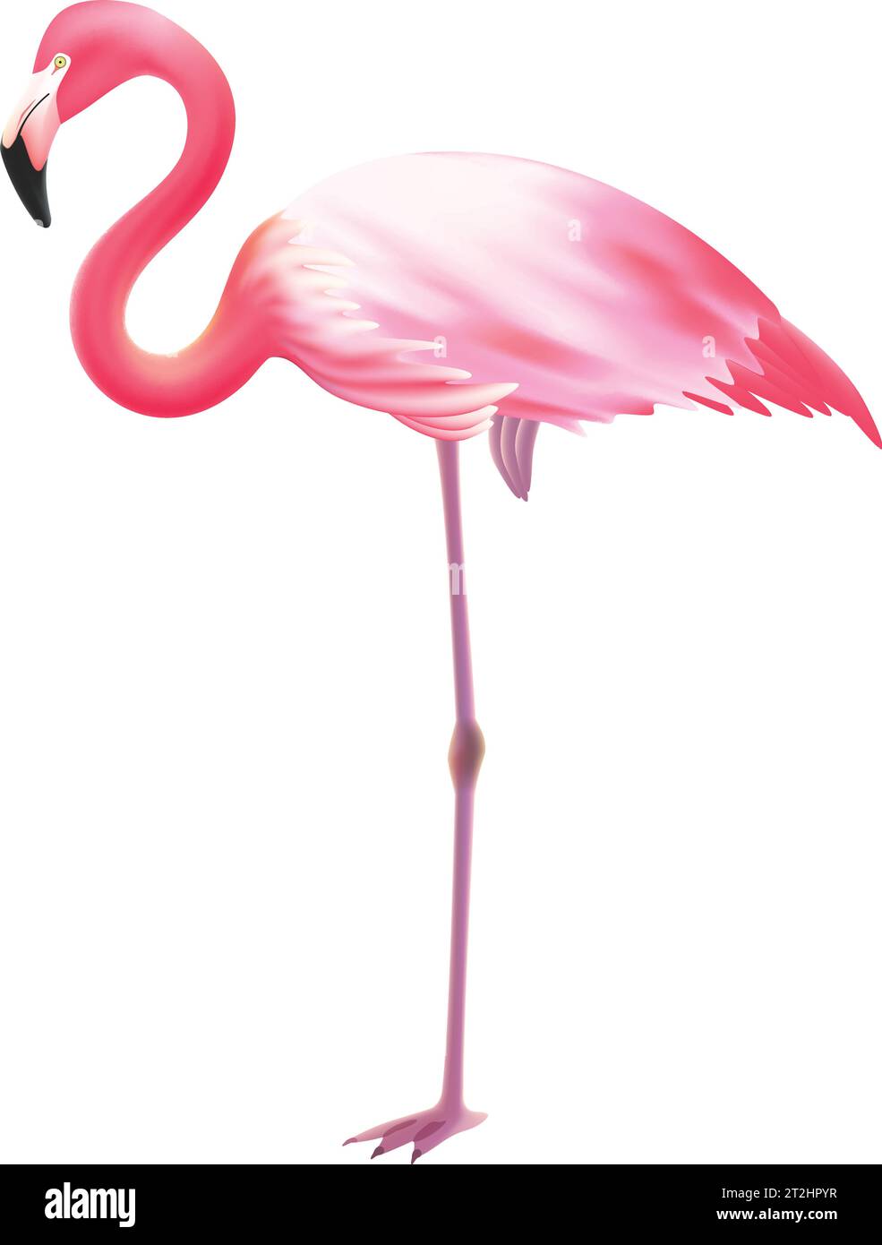 Pink elegant flamingo bird standing on one leg against white background ...