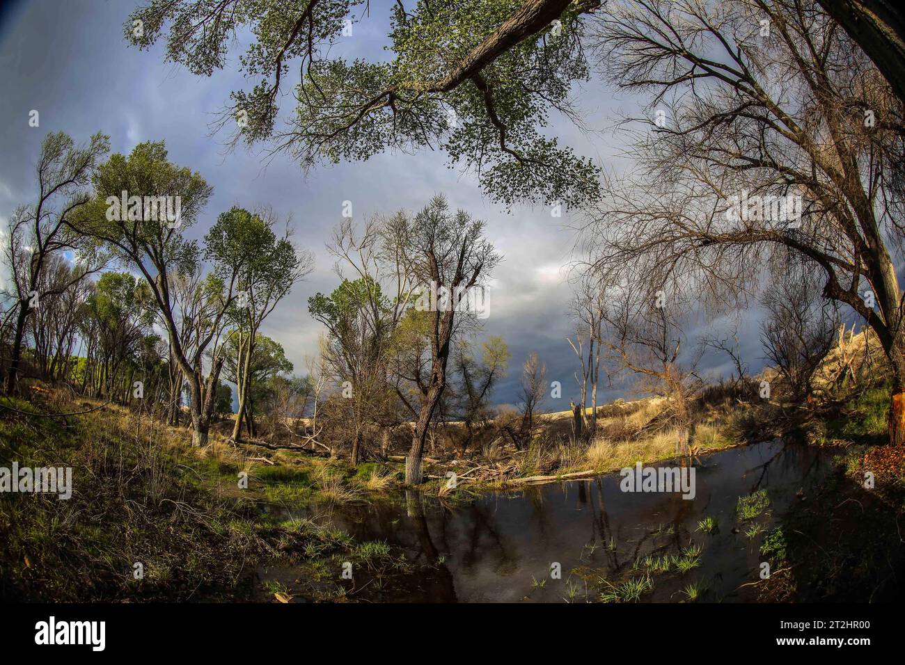 Stream of water. The San Pedro River Basin in the Rancho Los Fresnos of ...