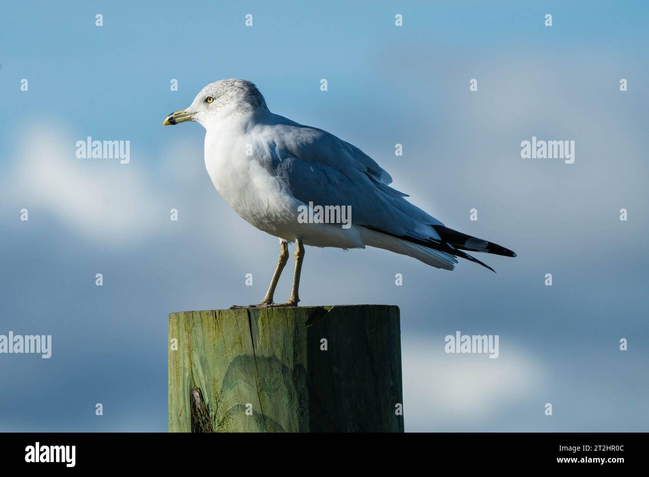 A seagull stands on a pier staring at the bay looking for a meal in a ...