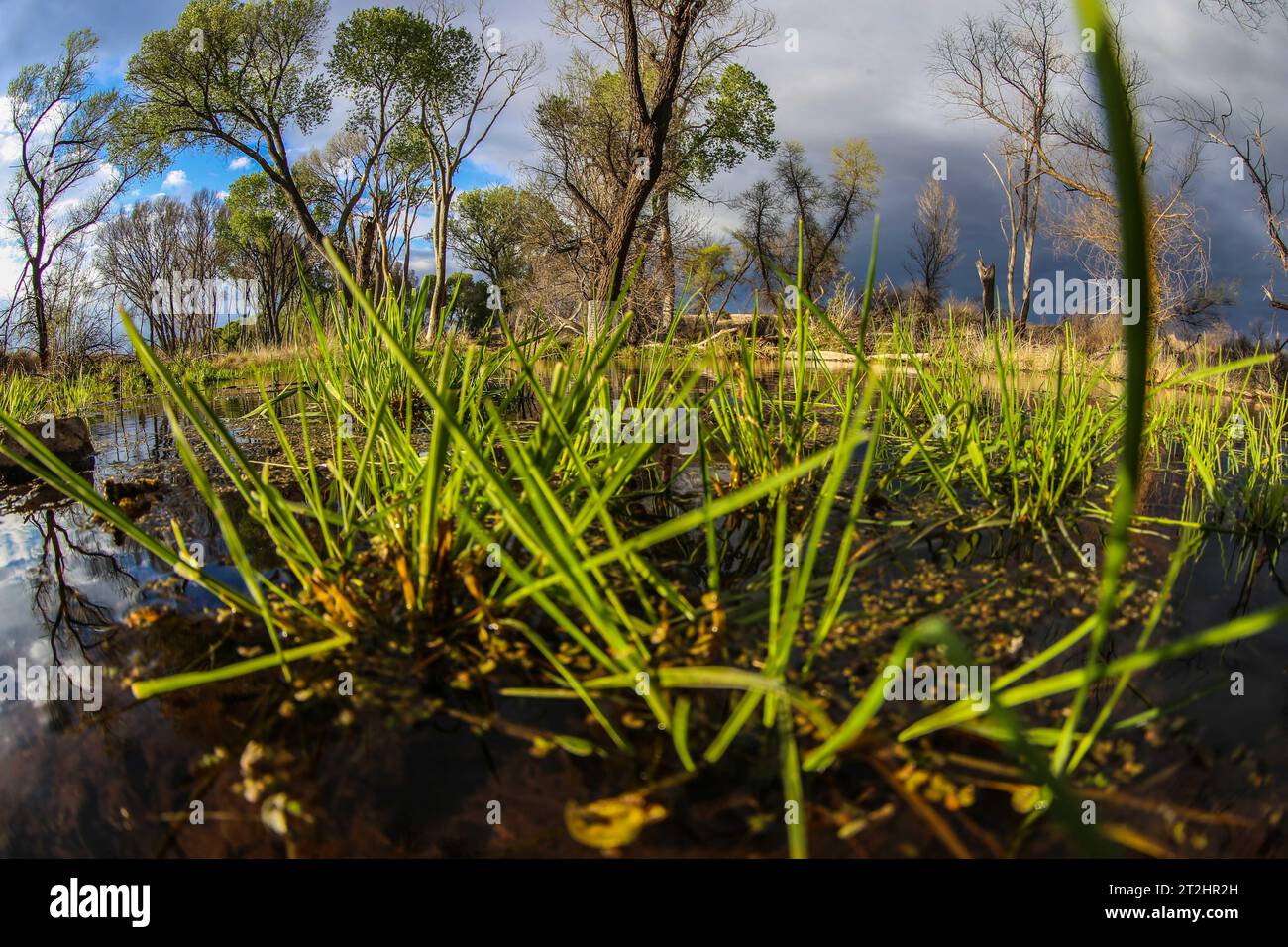 Stream of water. The San Pedro River Basin in the Rancho Los Fresnos of ...