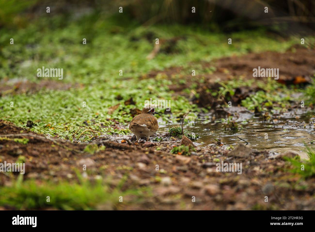 Chorlo o Chorlito Tildillo. .Cuenca del Rio San Pedro, Naturalia Stock ...