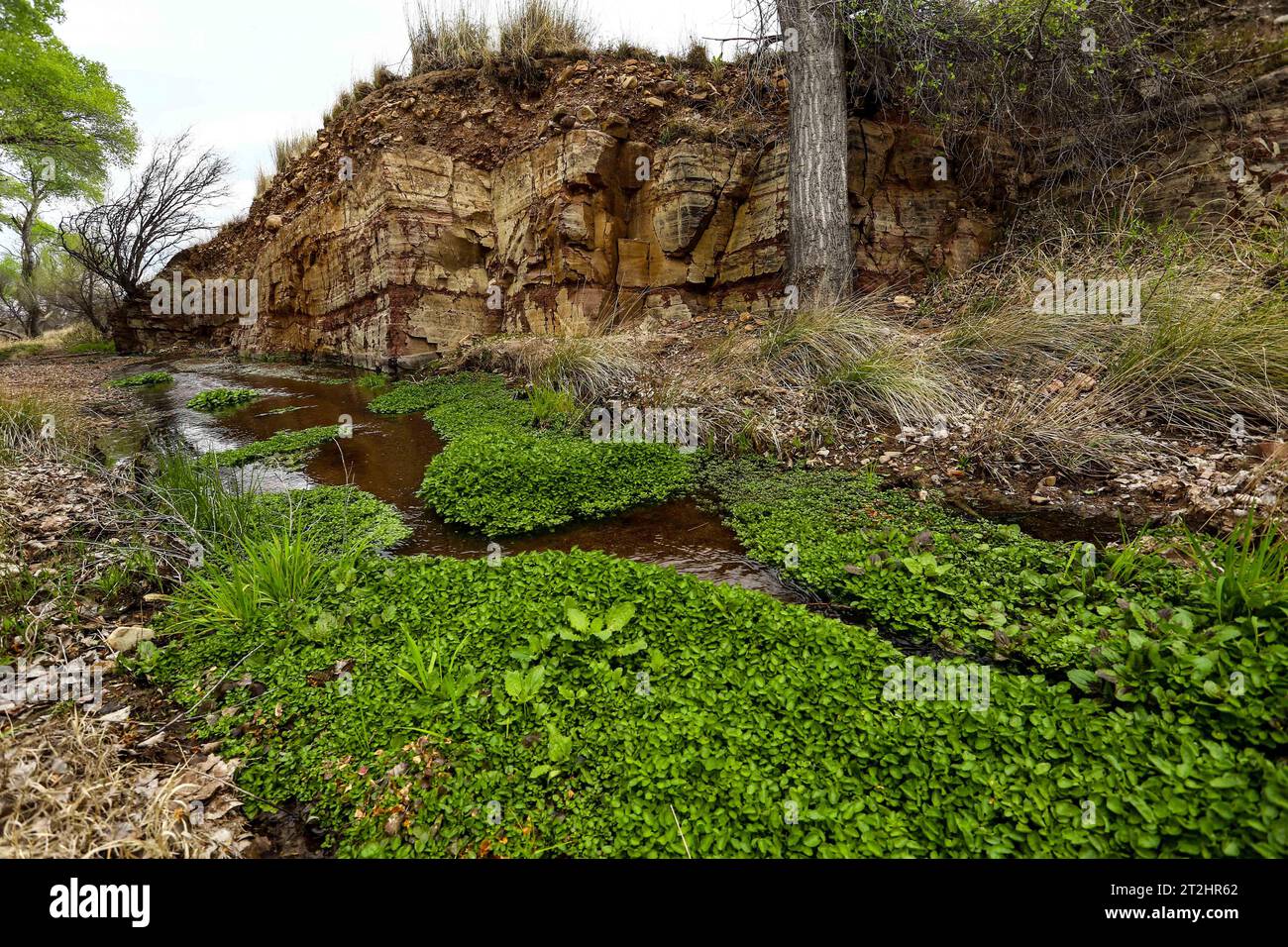 Stream of water. The San Pedro River Basin in the Rancho Los Fresnos of ...