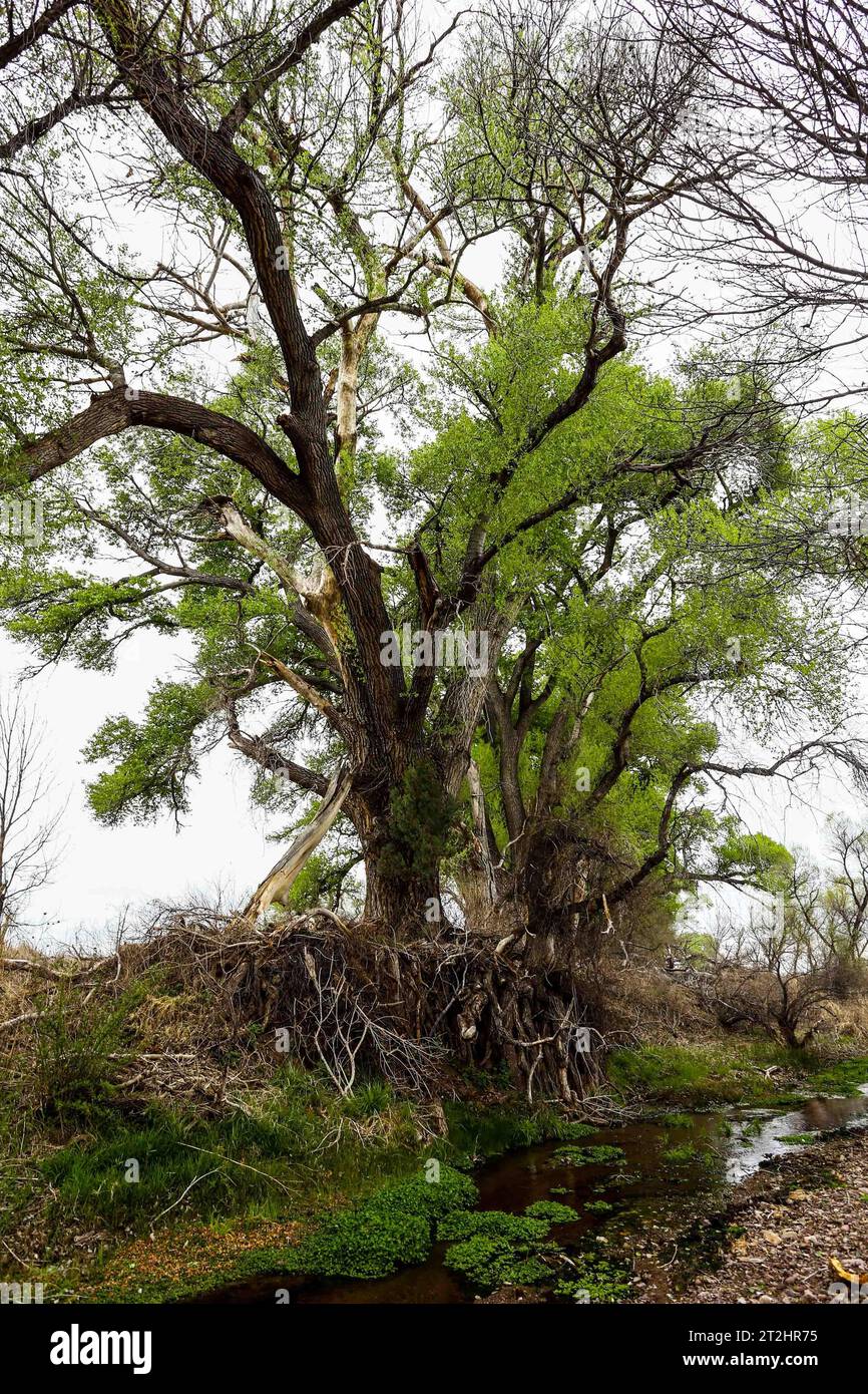 Stream of water. The San Pedro River Basin in the Rancho Los Fresnos of ...