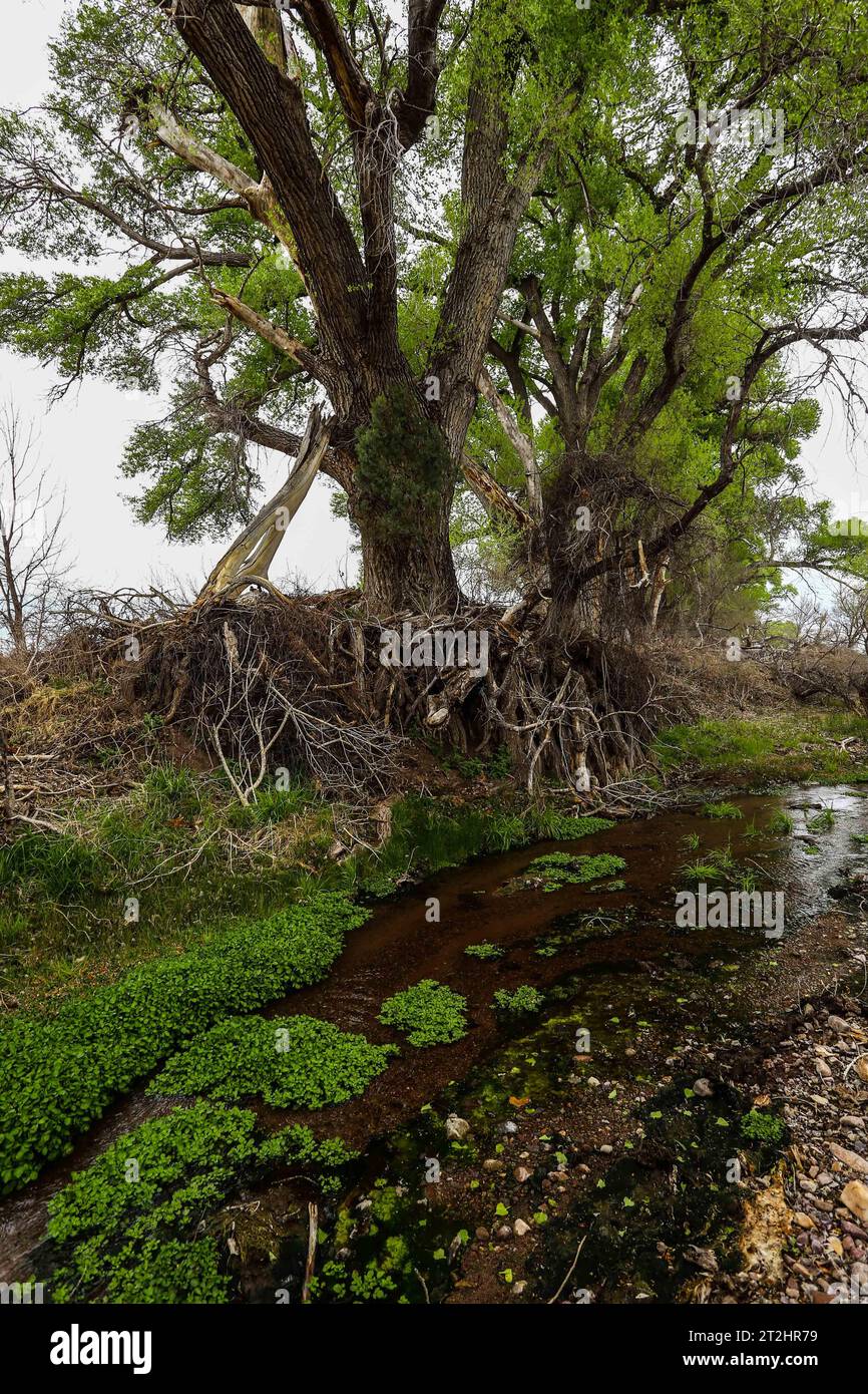 Stream of water. The San Pedro River Basin in the Rancho Los Fresnos of ...