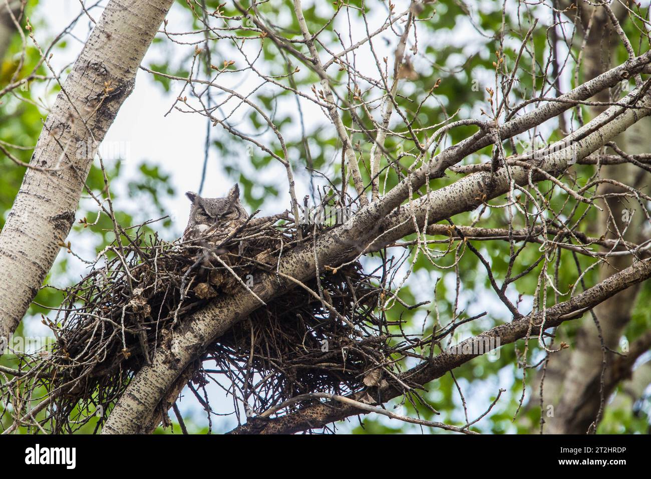 Búho de conservación de la naturaleza hi-res stock photography and ...