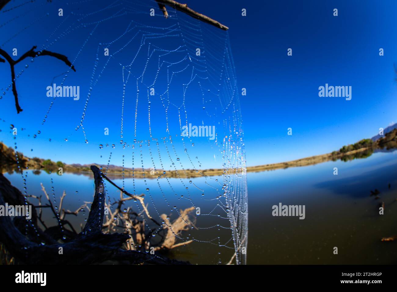Cobweb with raindrops on a dry branch at the Los Fresnos ranch dam in ...