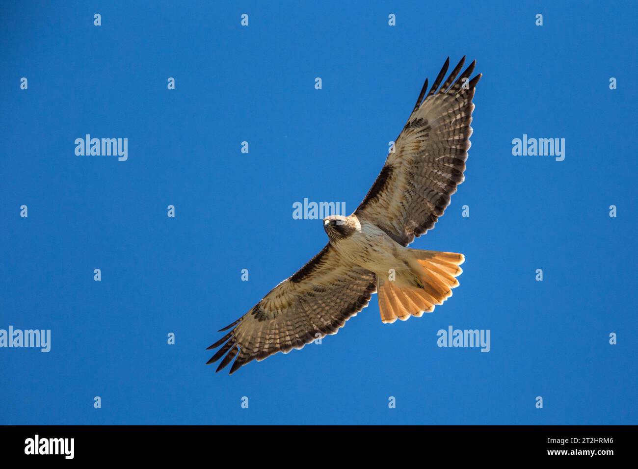 Red tailed hawk, Red tailed hawk, Falcon .Cuenca del Rio San Pedro ...
