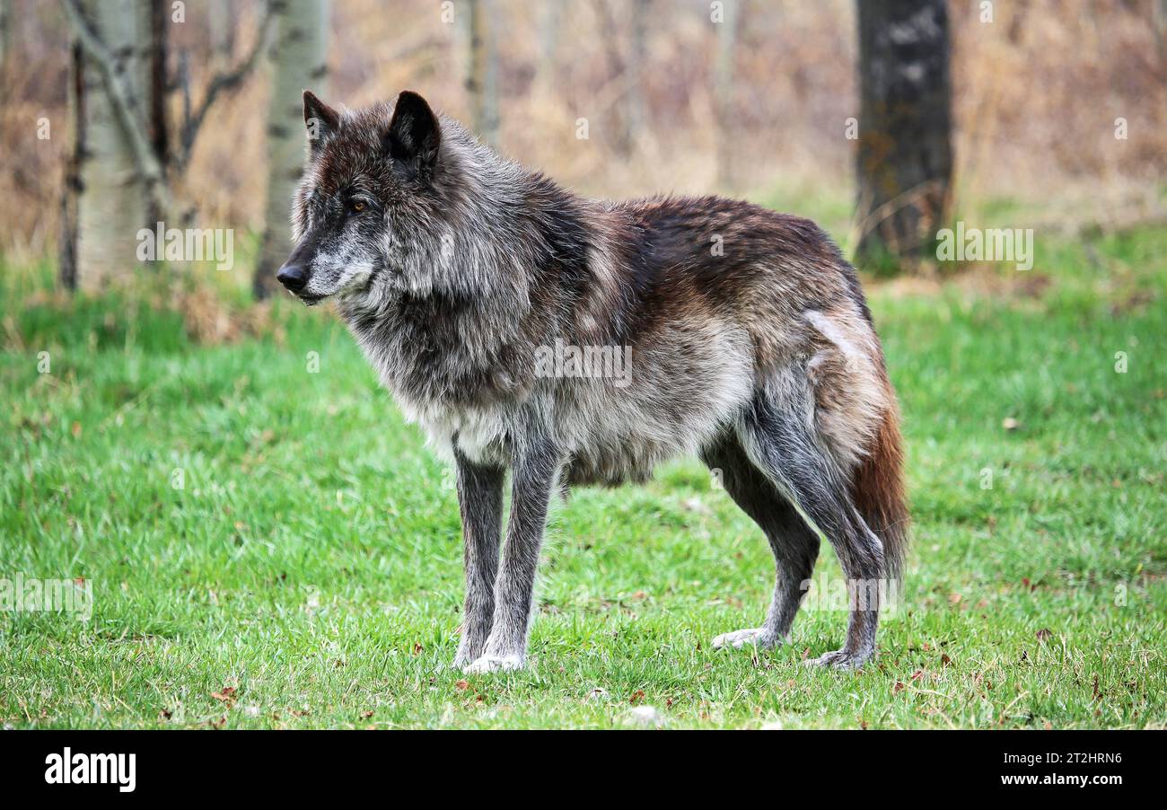 Alpha wolf hi-res stock photography and images - Alamy