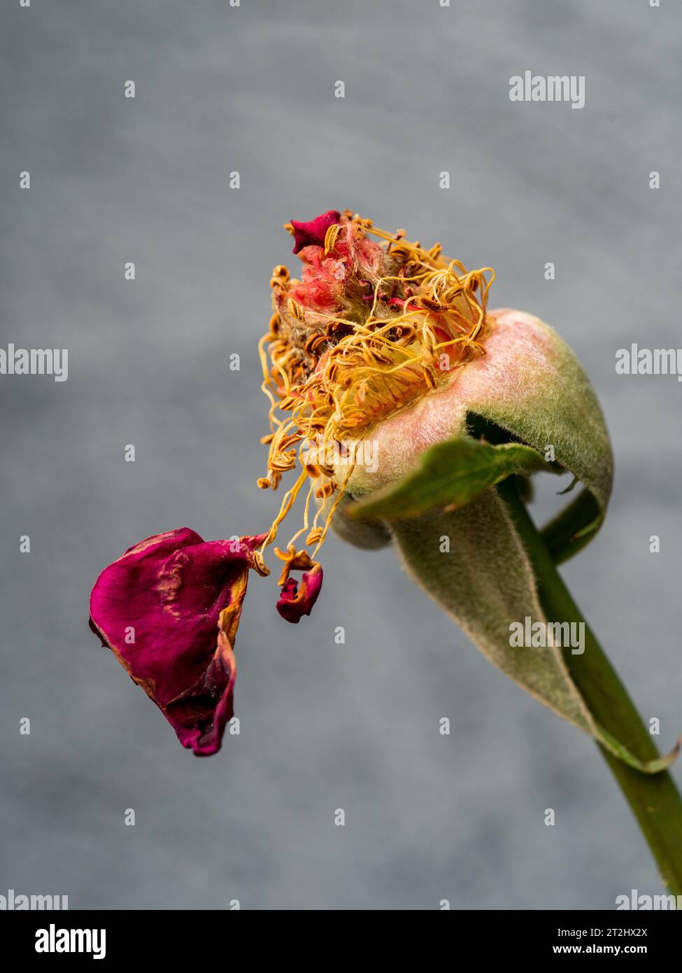 Red rose flower remains, one last petal hangs from shrivelled yellow ...