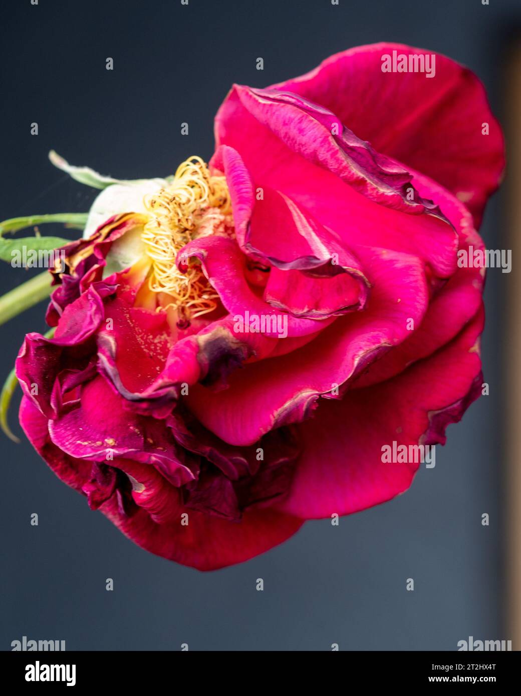 Red rose flower, shrivelling wilting and curling, stamens revealed as ...