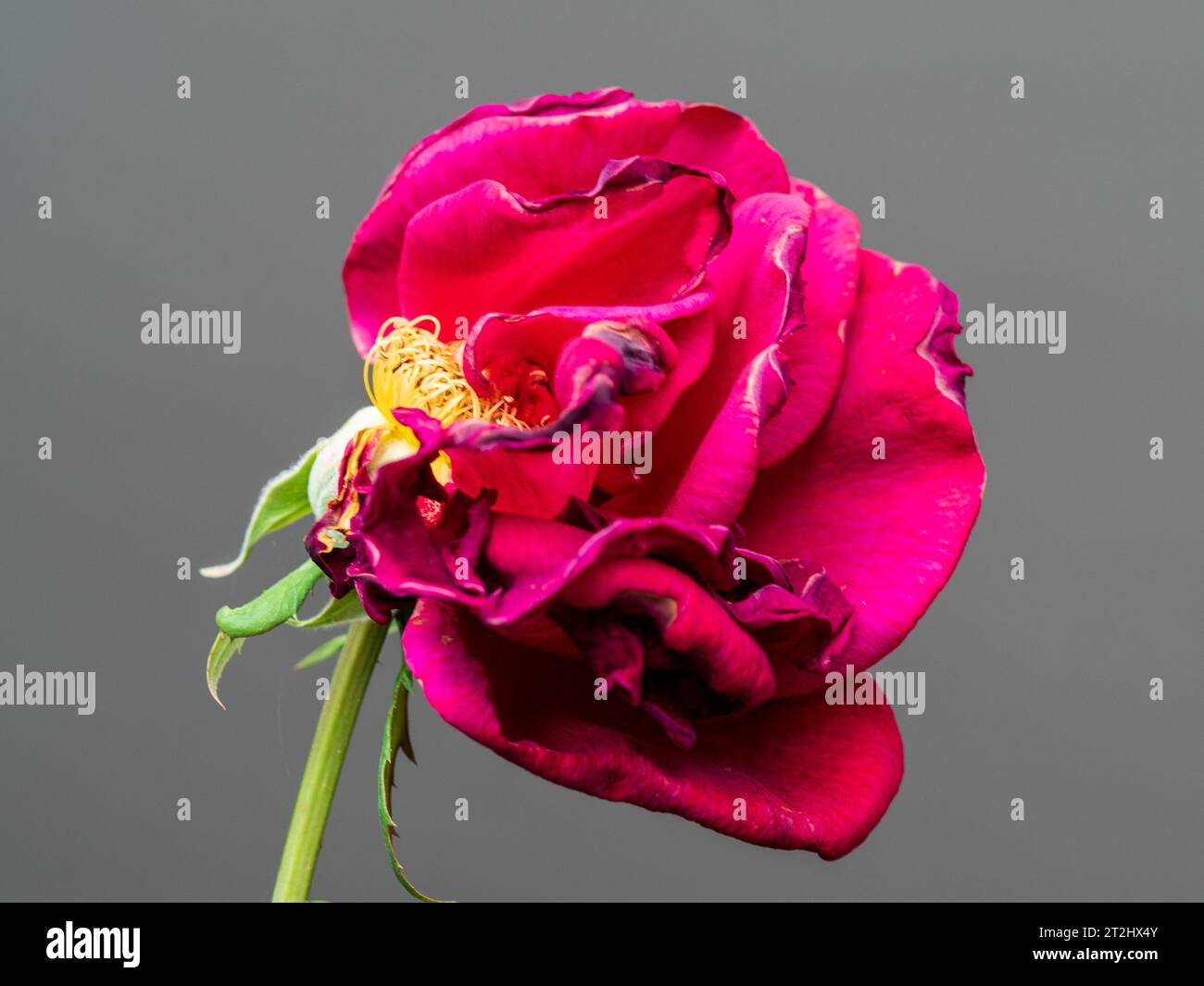 Red rose flower, shrivelling wilting and curling, stamens revealed as ...