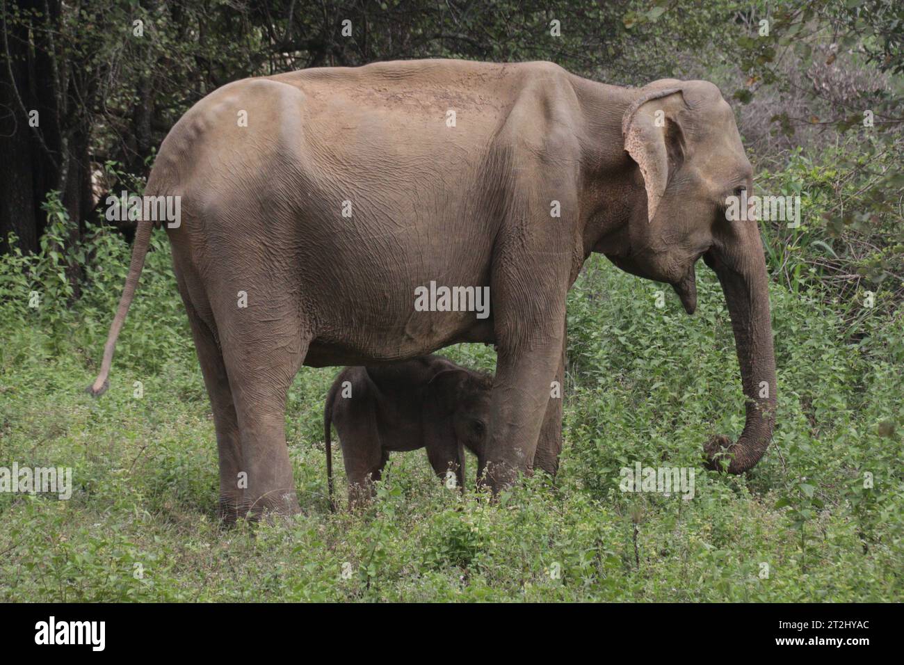 Sri Lankan Elephants in the Wild, Visit Sri Lanka Stock Photo - Alamy