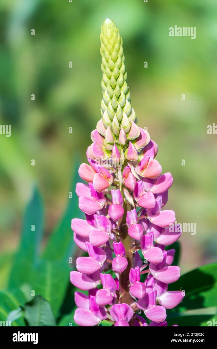 Lupins, lupin plant, lupinus, with pink flowers growing in a back ...