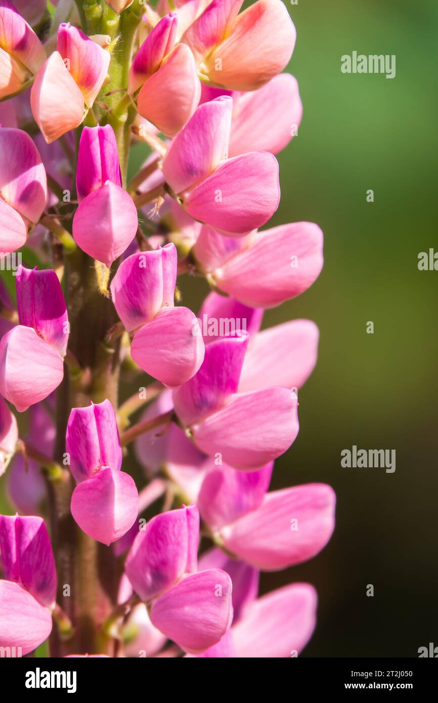 Lupins, lupin plant, lupinus, with pink flowers growing in a back ...