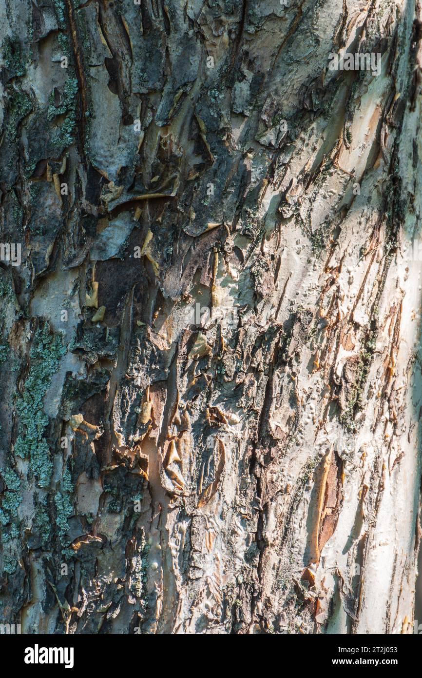 Texture of the bark of an old apple tree, background. Detailed bark ...