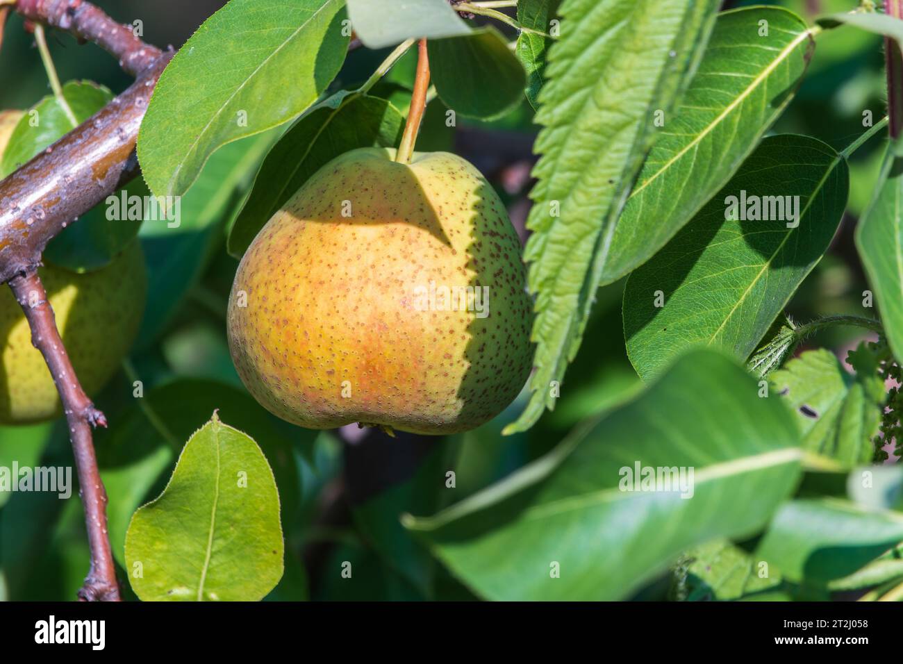 Ripe pears are hanging on the branch. Beautiful bunch of ripe juicy ...