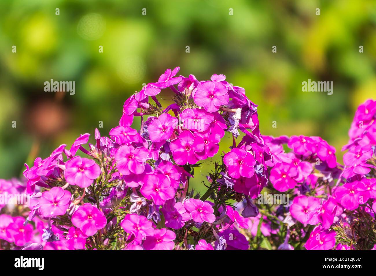 Pink phlox flowers. Phlox paniculata. Flowering herbaceous plants ...