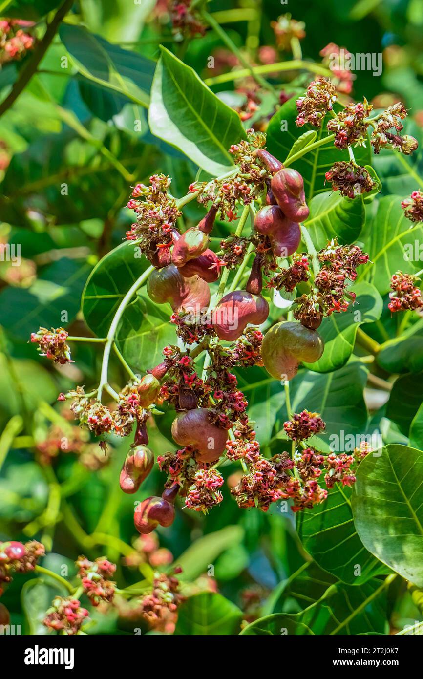Cashew is on the tree.Cashew nuts.Cashew tree. The color of red Cashew ...