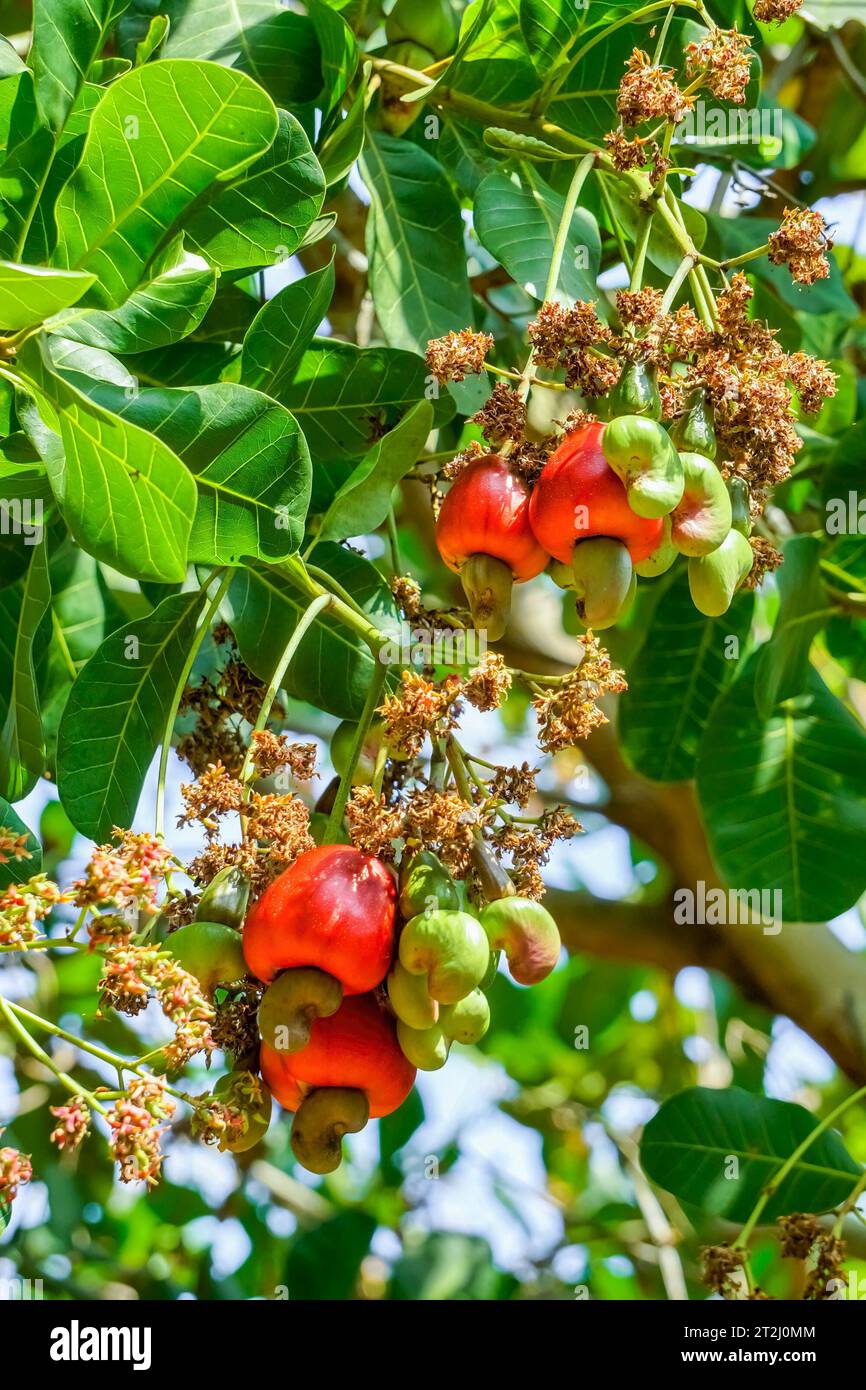 Cashew is on the tree.Cashew nuts.Cashew tree. The color of red Cashew ...