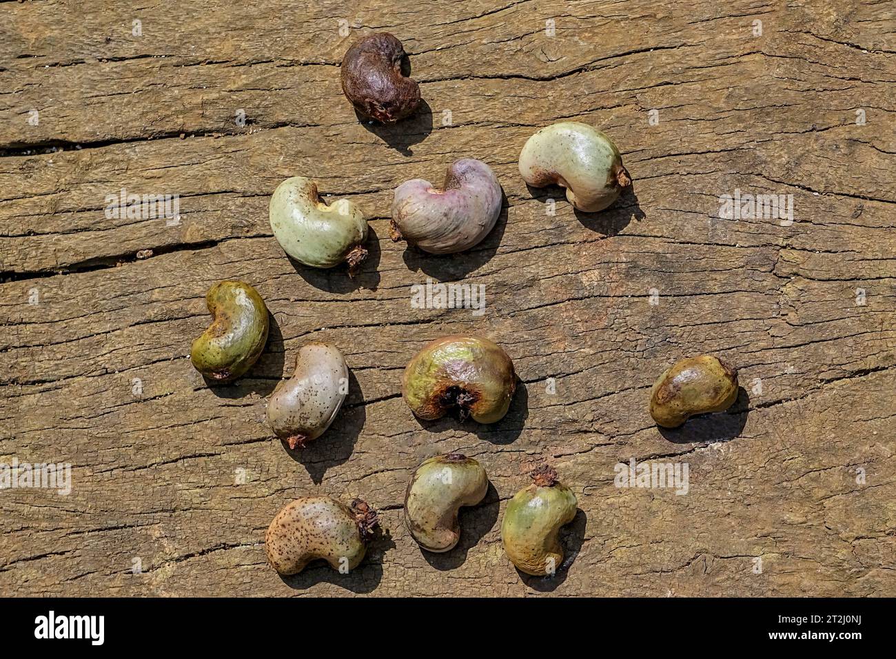 Cashew is on the tree.Cashew nuts.Cashew tree. The color of red Cashew ...