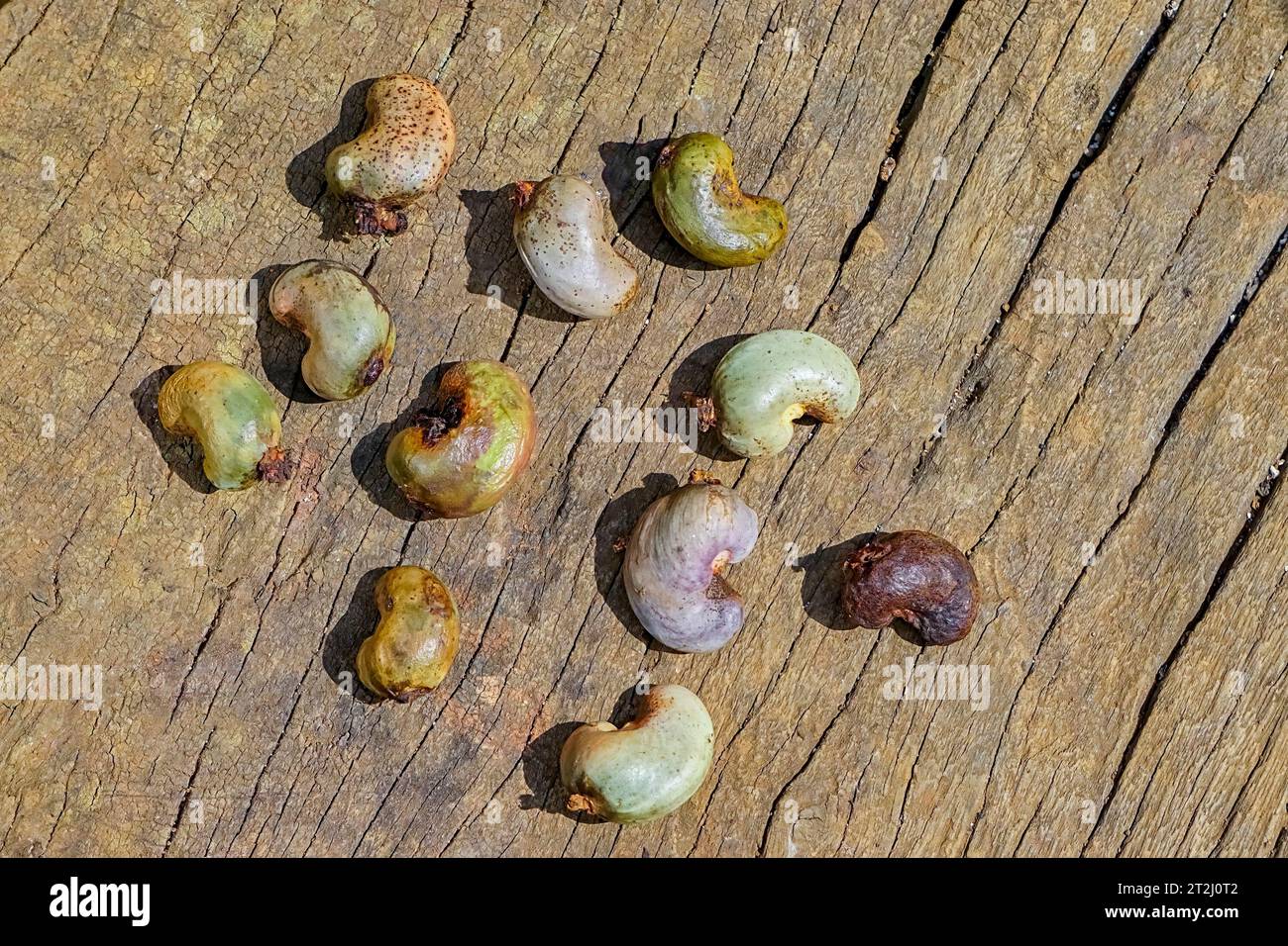 Cashew is on the tree.Cashew nuts.Cashew tree. The color of red Cashew ...