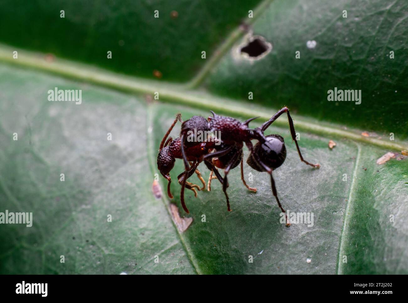 Ant fight hi-res stock photography and images - Alamy