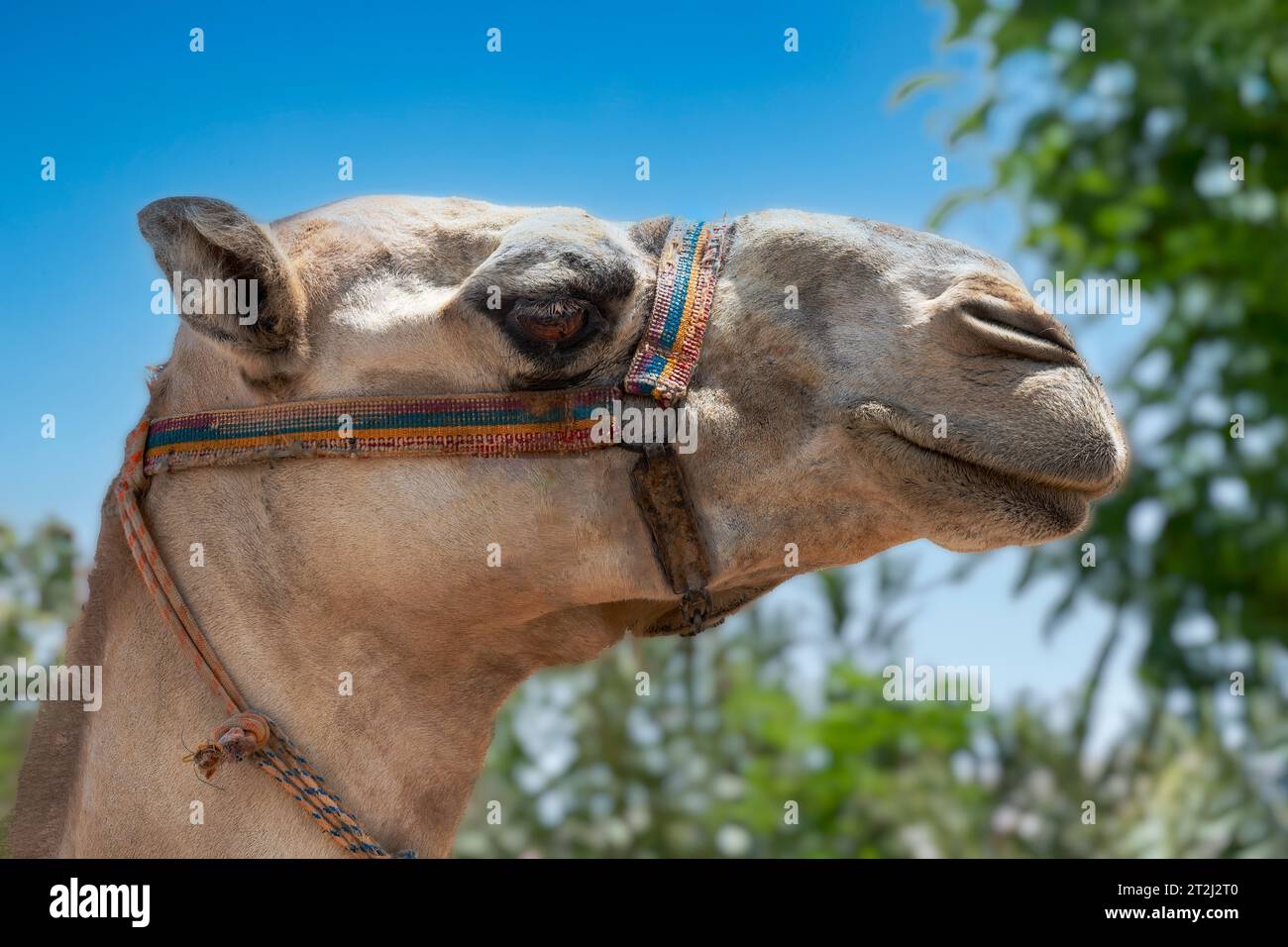Close up of camel's head in profile in the Judean desert near the ...