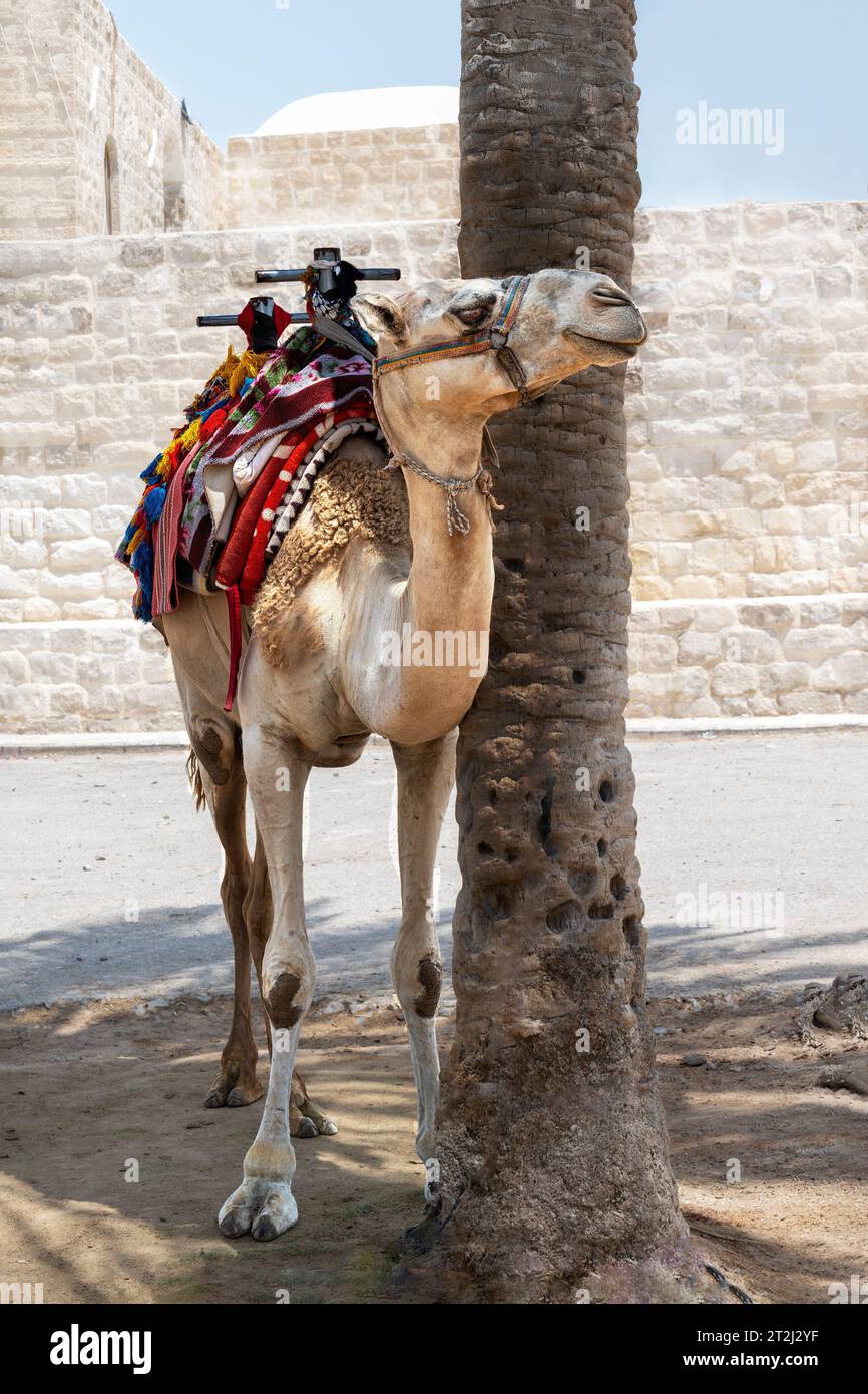 Camel with colorful saddle in the Judean desert near the Judean Desert ...