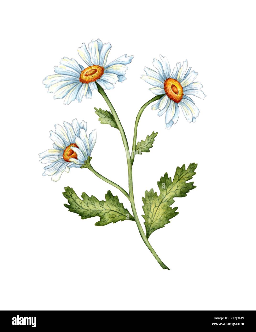 White daisies isolated on white background. Freehand watercolor drawing ...