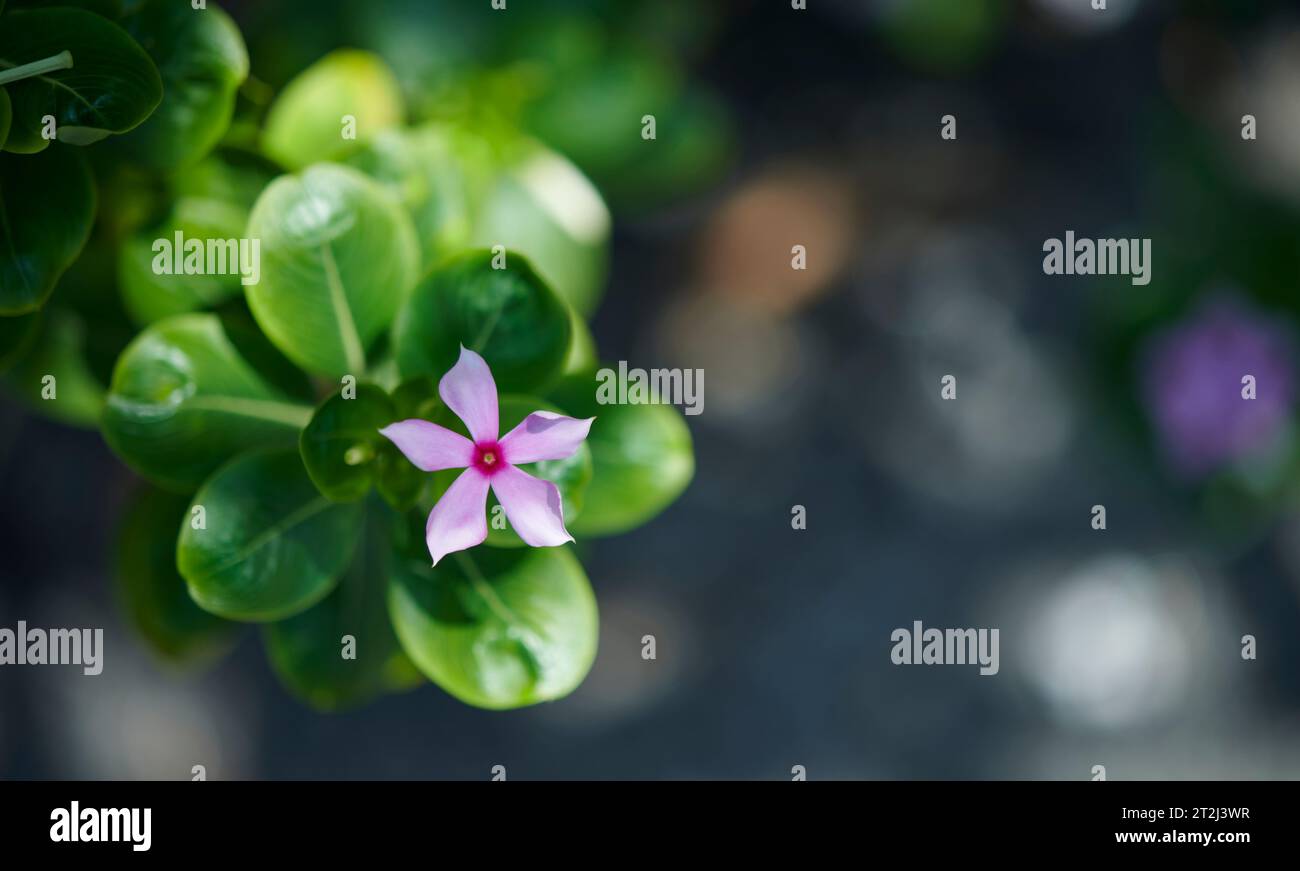 Beautiful flower concept (madagascar Periwinkle). Greenery artistic ...