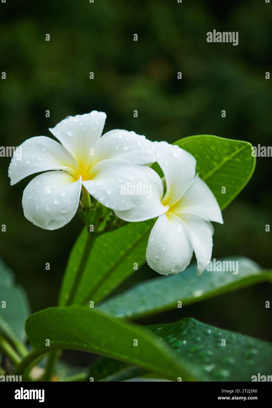 Frangipani flower, is a group of plants in the genus Plumeria. The ...