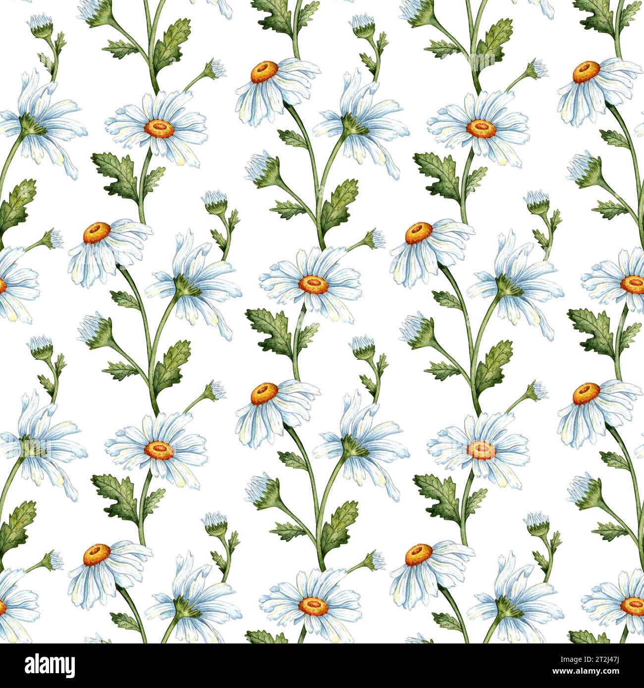 White daisies patten isolated on white background. Freehand watercolor ...