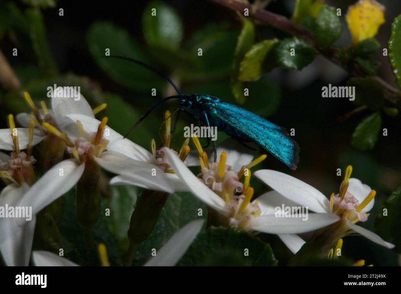Australian moth hi-res stock photography and images - Alamy