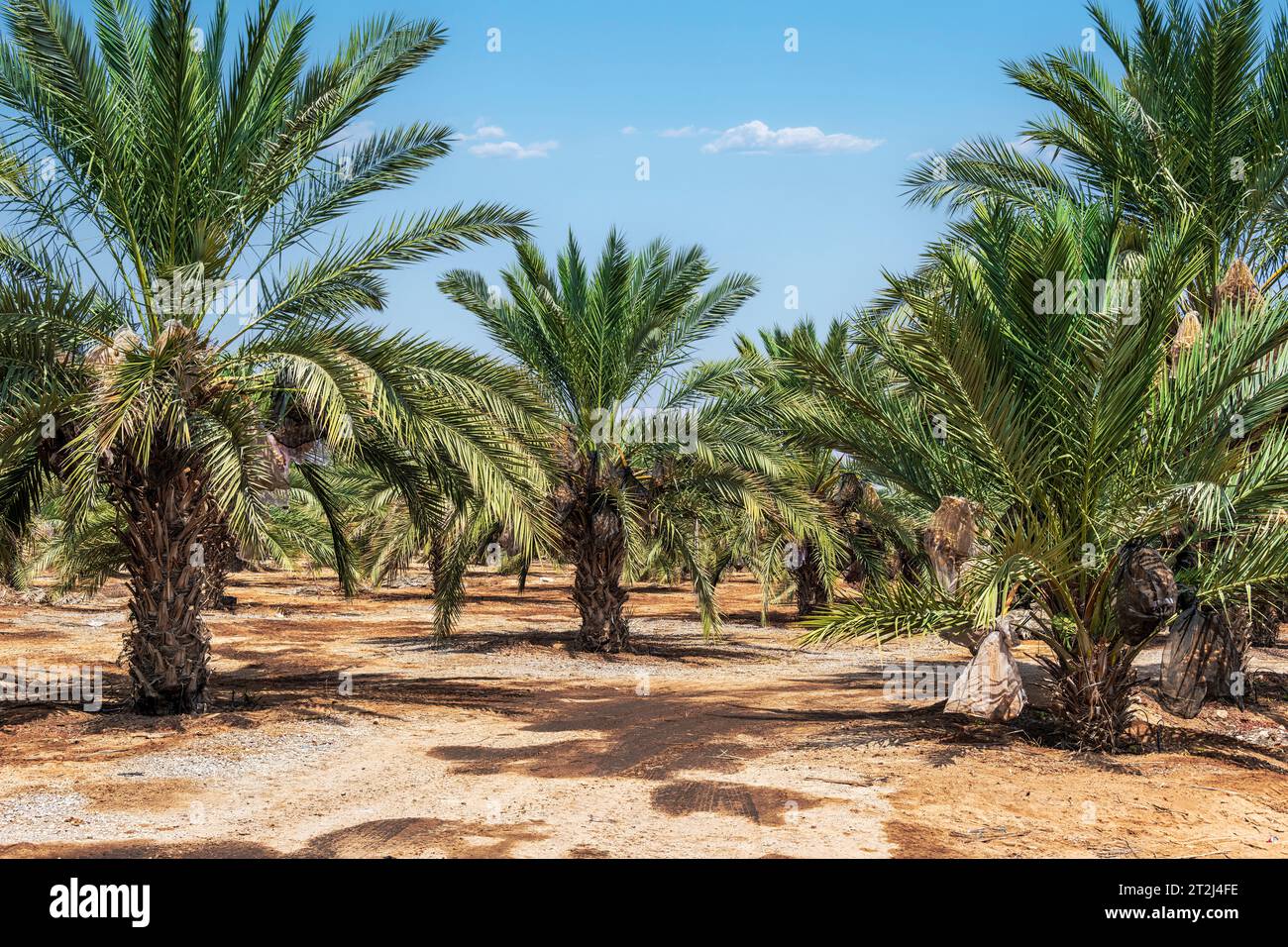 Date palm tree farm, phoenix dactylifera,in the Judean desert, Israel ...