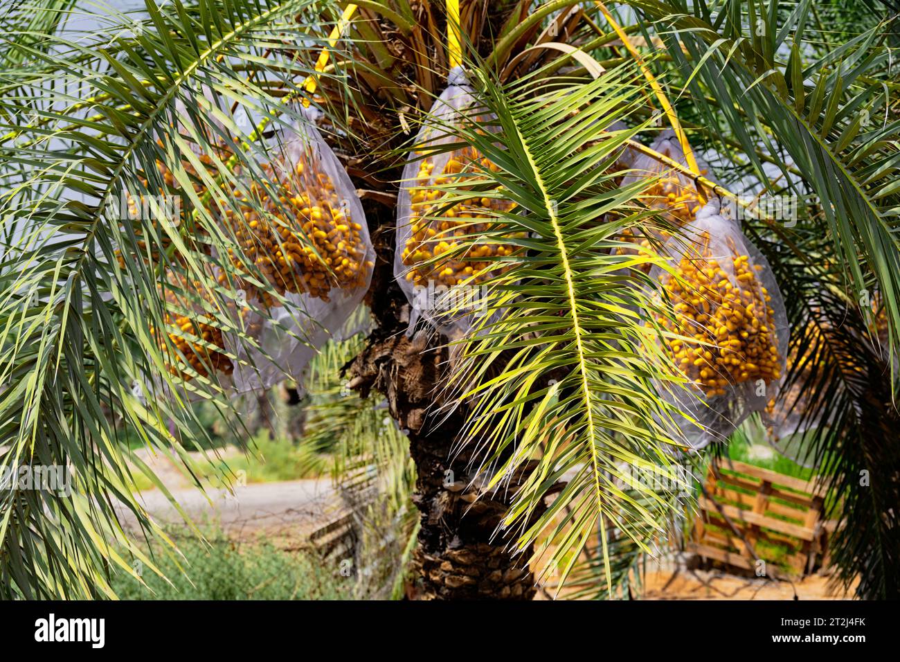 Closeup of date palm tree, phoenix dactylifera, in the Judean desert ...