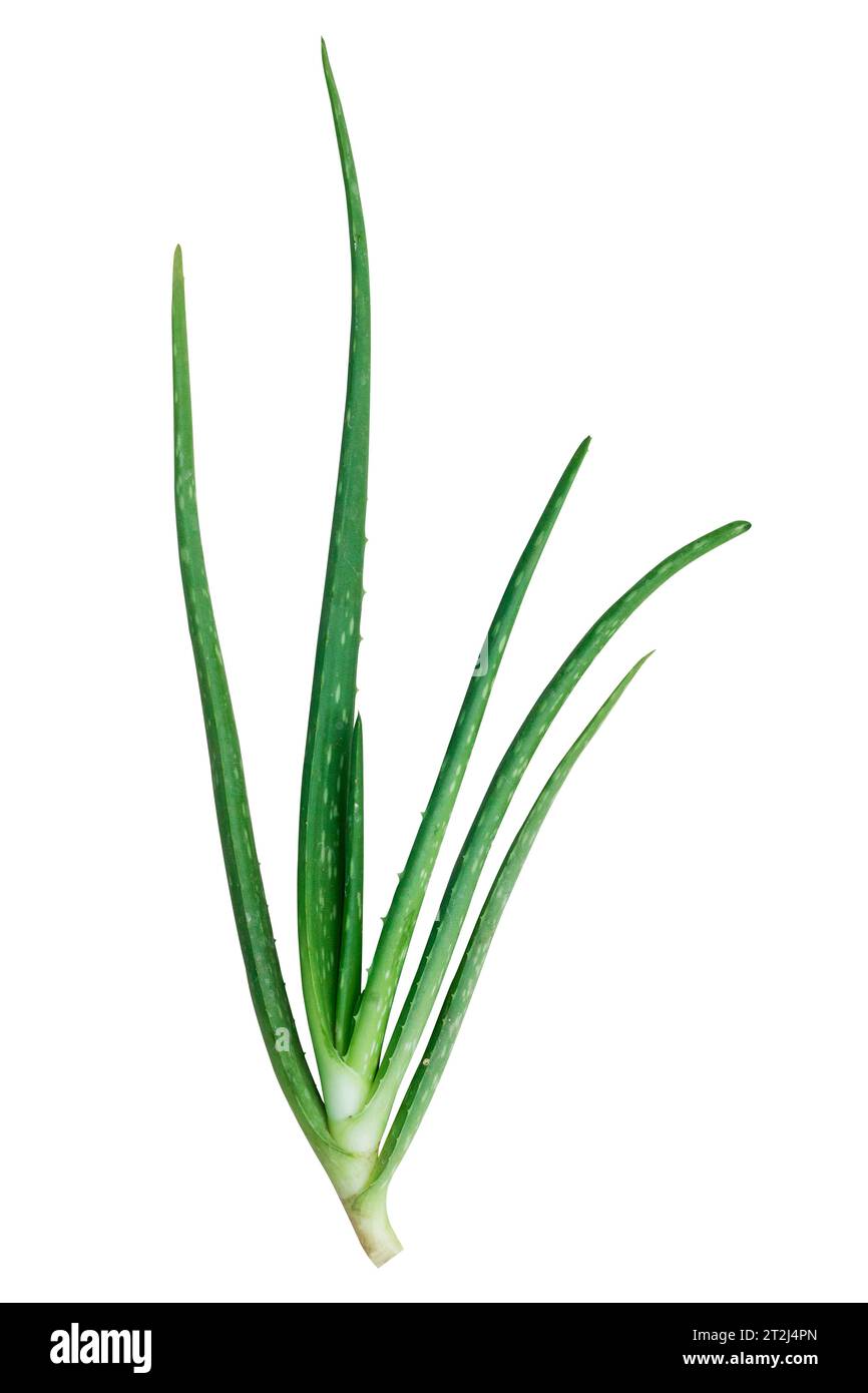 Fresh aloe vera tree isolated on a white background, top view, Herb ...