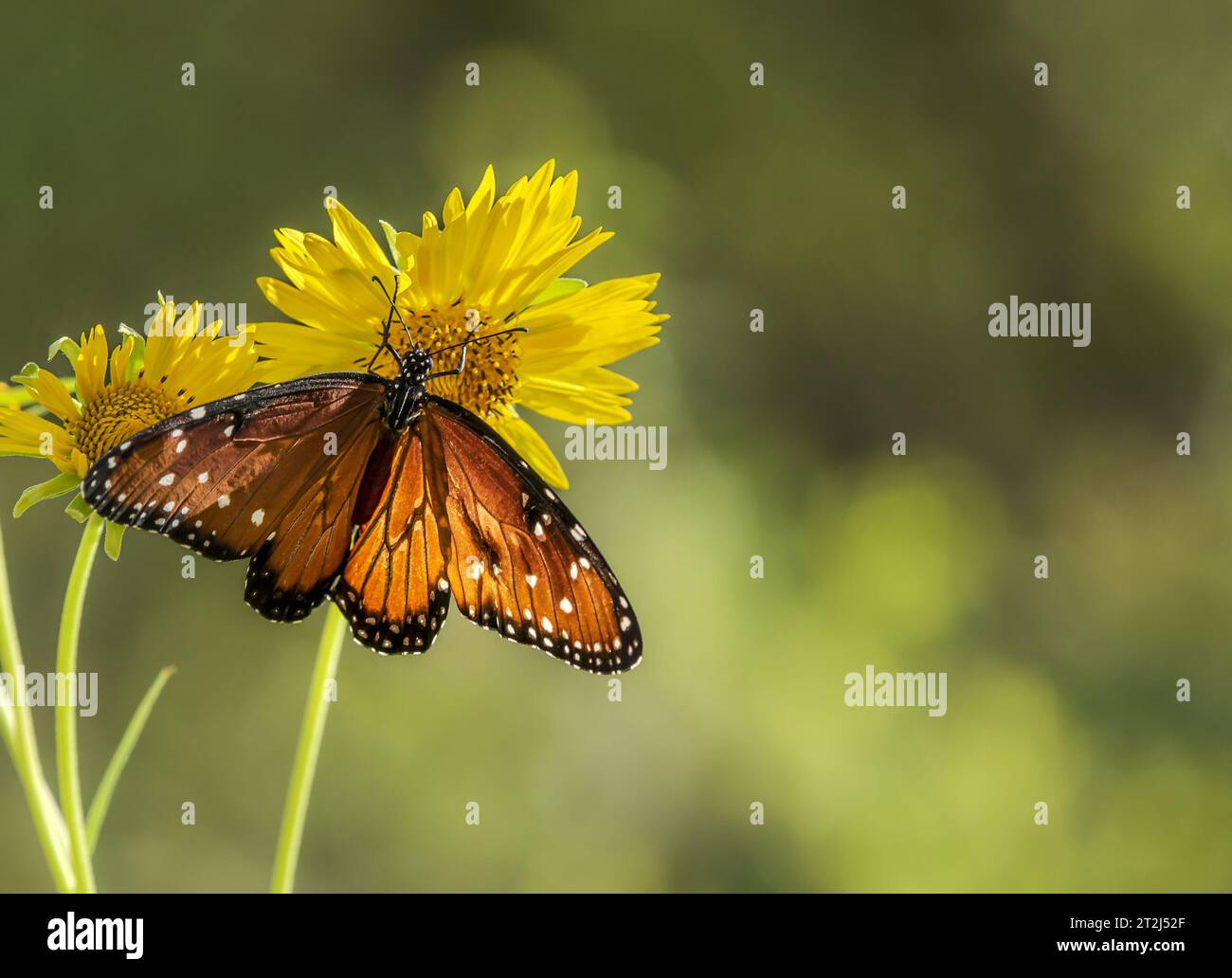 Queen butterfly (Danaus gilippus) feeding on Golden Crownbeard flower ...