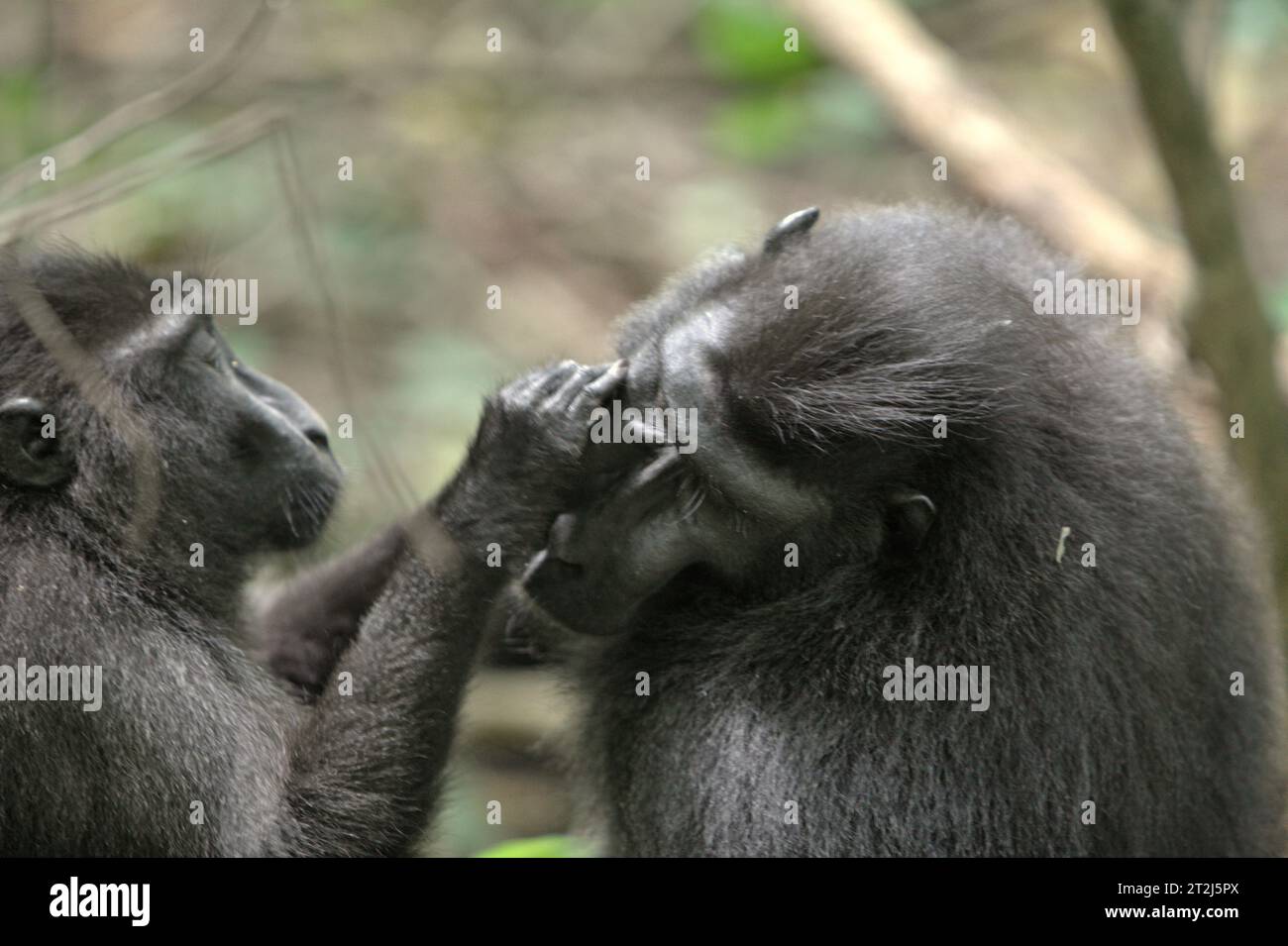 Macaque behavior research hi-res stock photography and images - Alamy