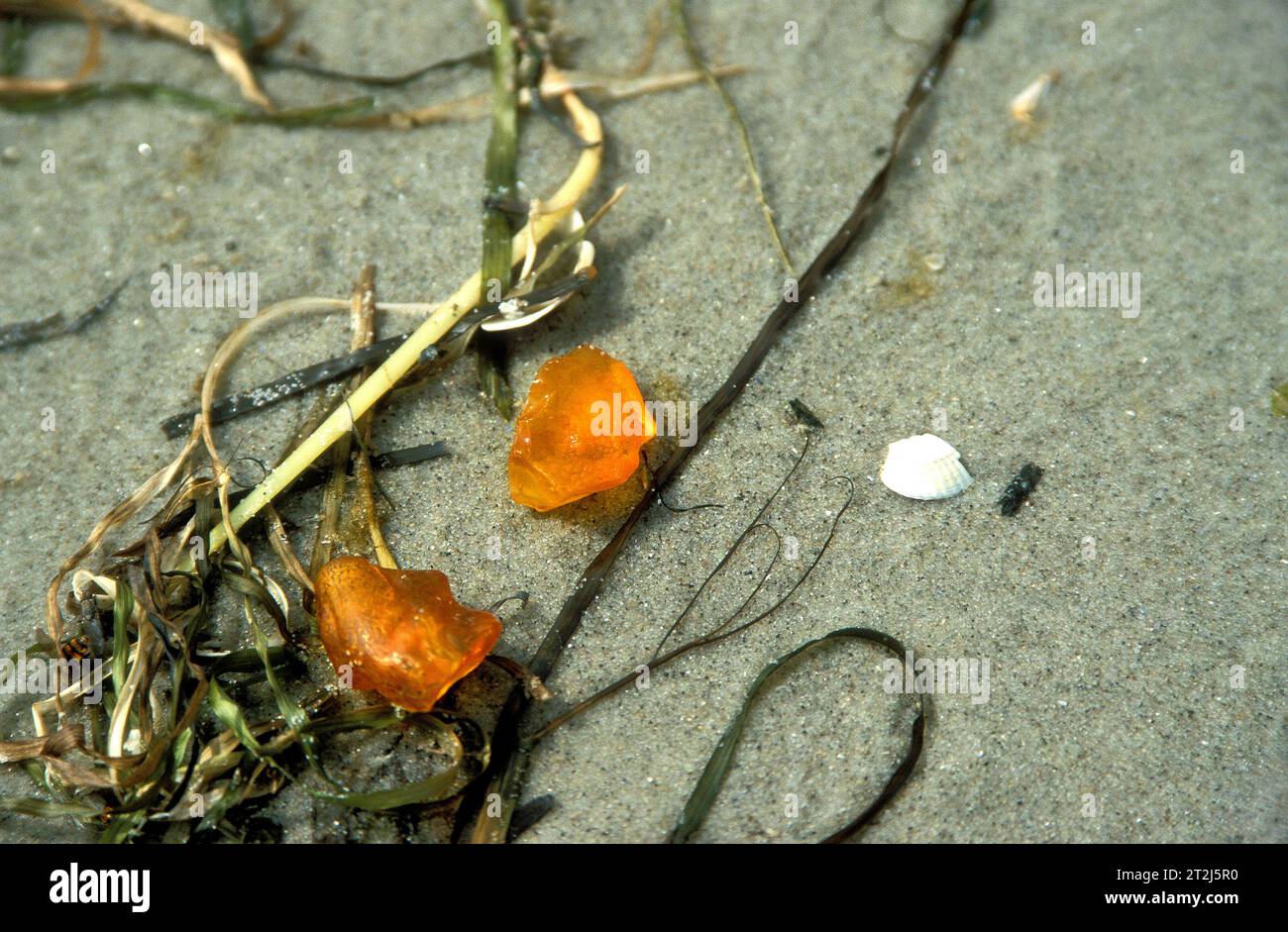 Natural Amber on a sandy beach, Hiddensee, Germany Stock Photo - Alamy