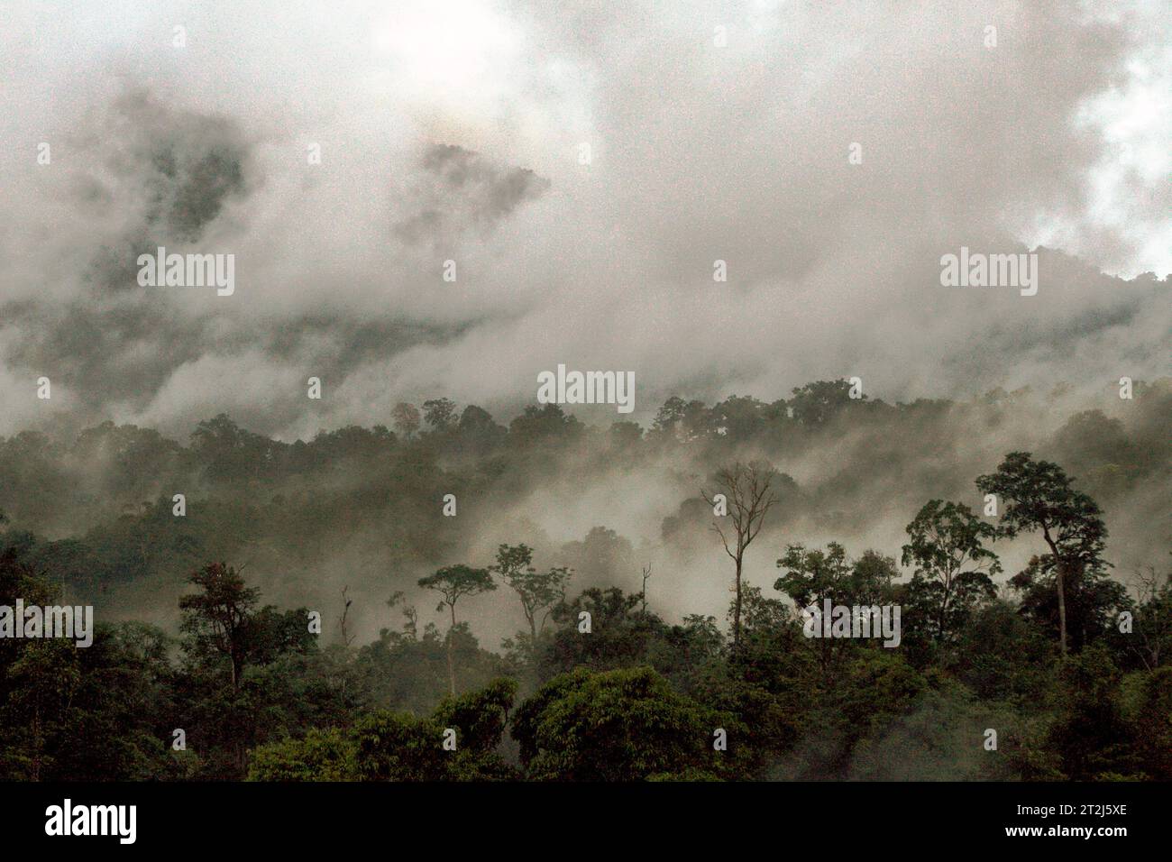 Rainforest temperature increase hi-res stock photography and images - Alamy