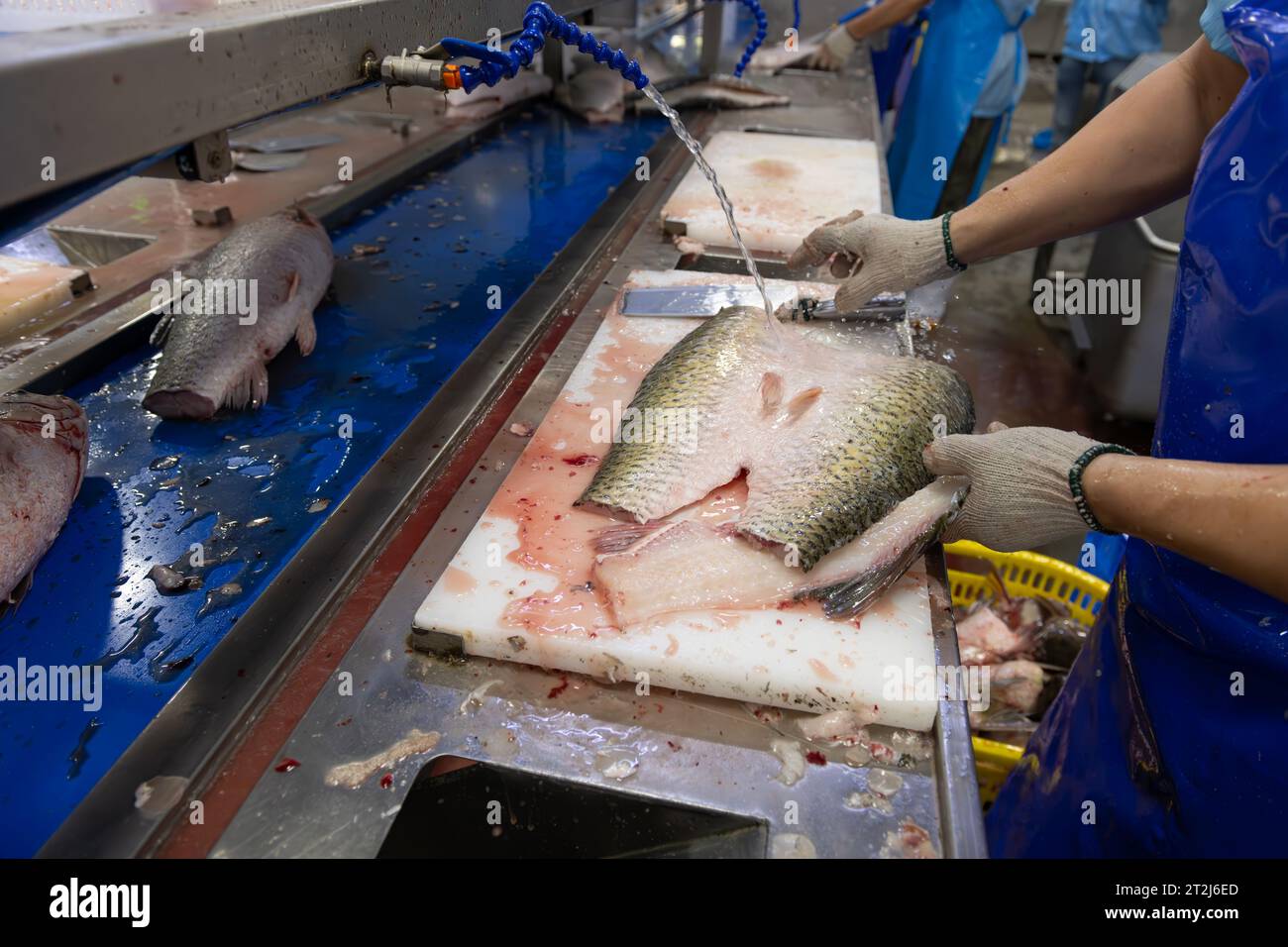 worker cutting and cleaning fish in a factory Stock Photo - Alamy