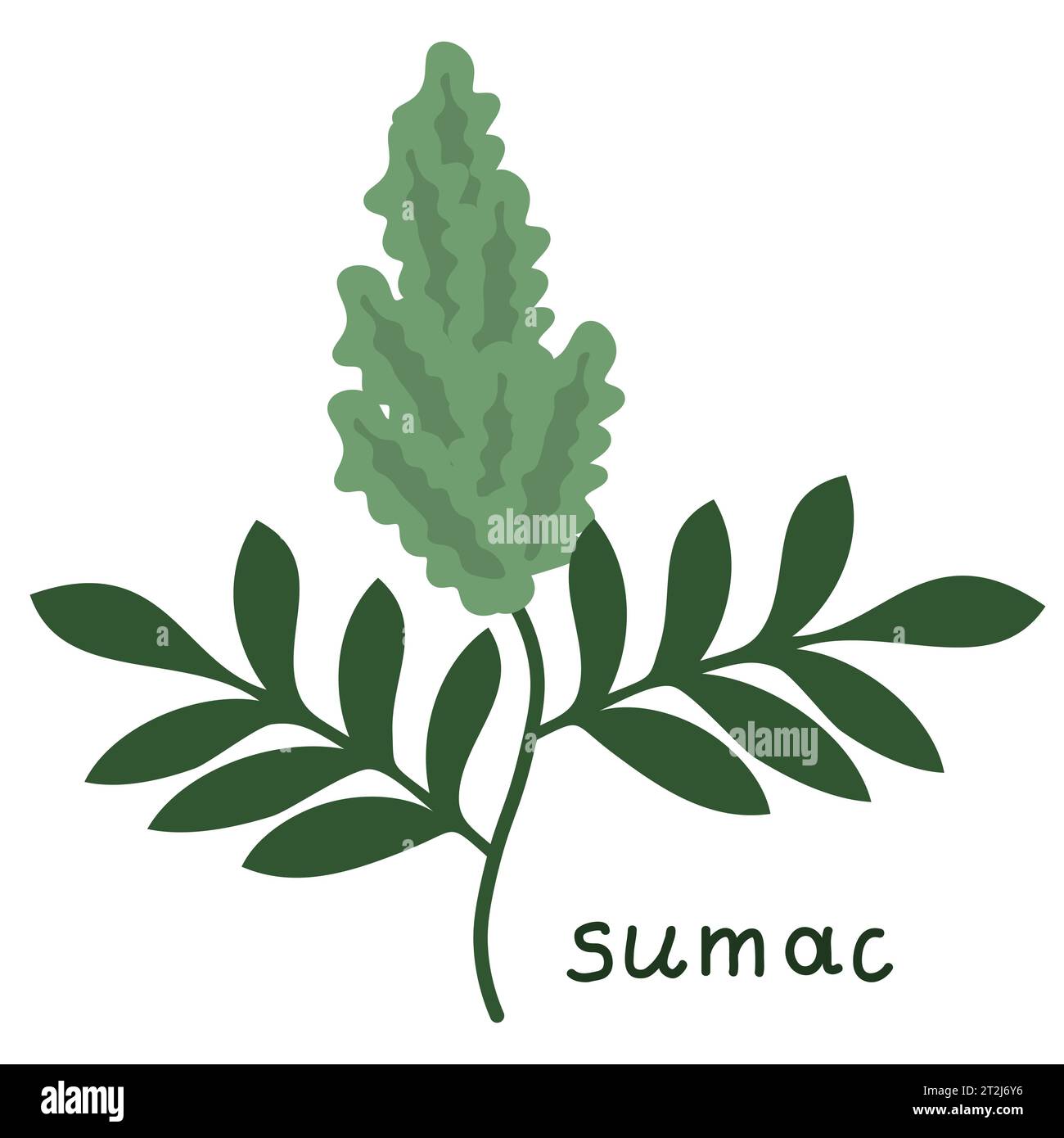 Rhus foliage Stock Vector Images - Alamy
