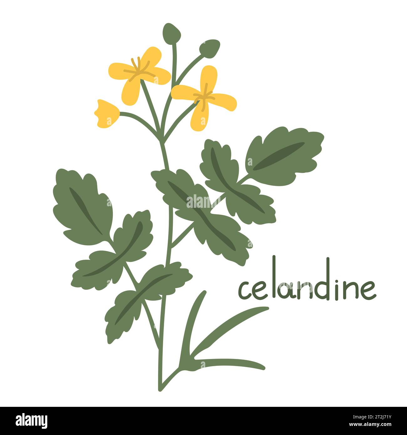 Chelidonium vector vectors hi-res stock photography and images - Alamy