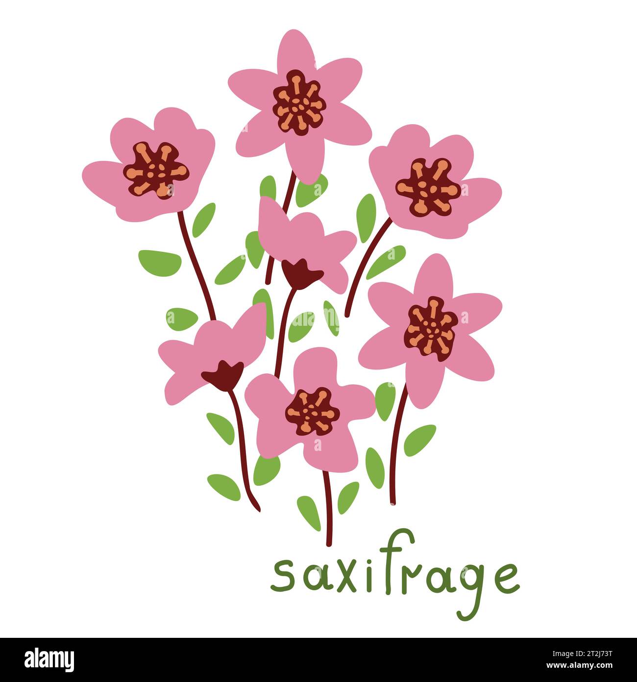 Saxifrage flower Stock Vector Images - Alamy