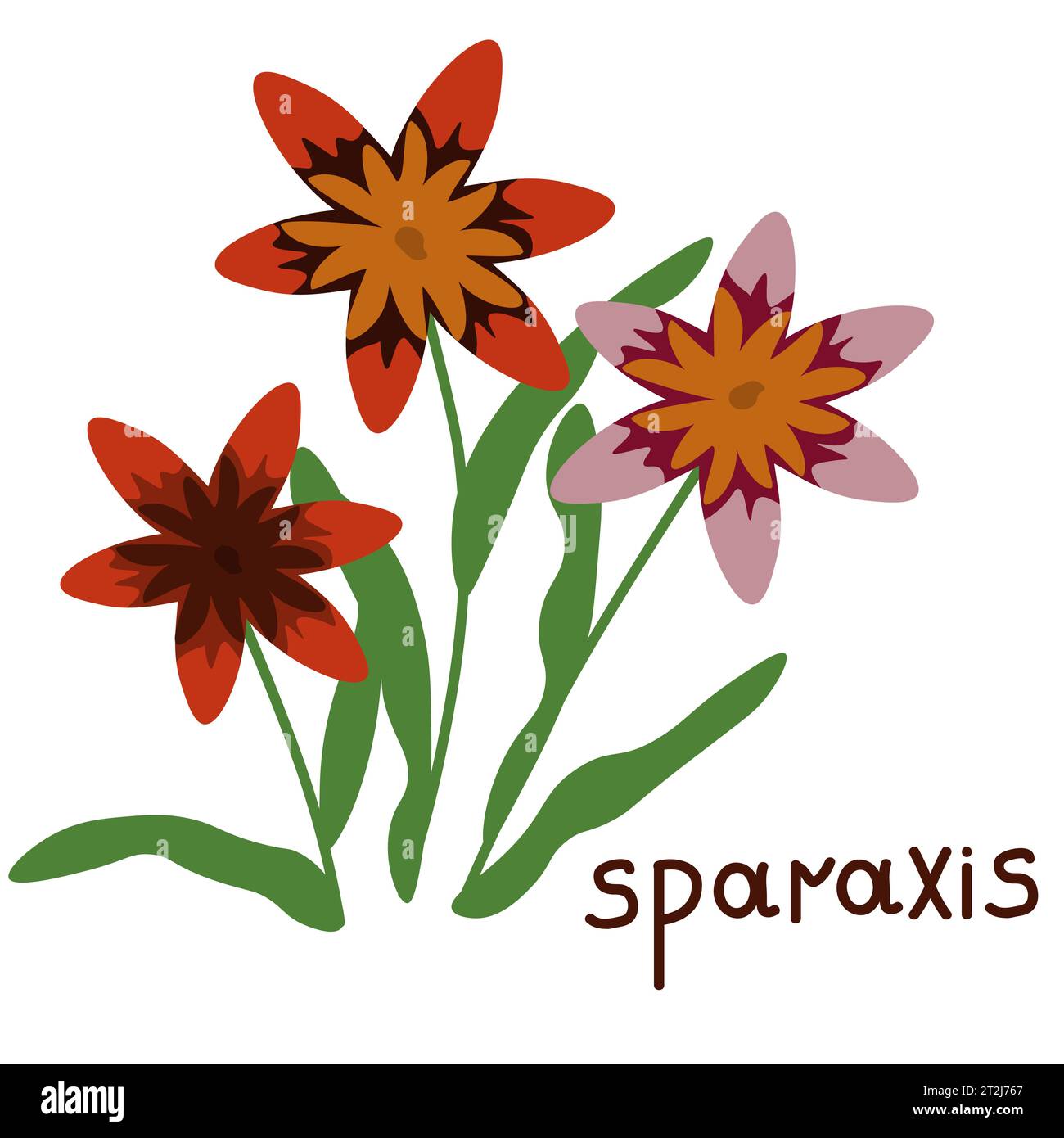 Red sparaxis Cut Out Stock Images & Pictures - Alamy